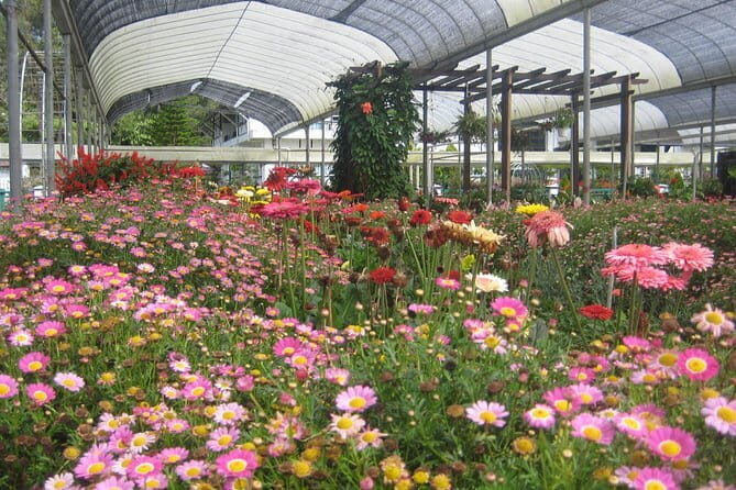 Cameron Highlands Sightseing Tour - The Pros and Cons