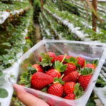 Cameron Highlands Tour - Price and Value: Is It Worth $90?