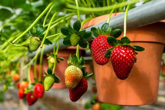 Cameron Highlands Tour From Kuala Lumpur (Private Tour) - What You’ll Love About This Experience