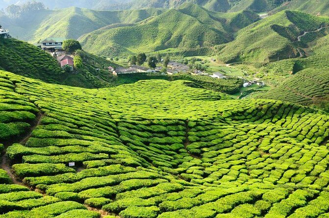 Cameron Highlands Tour From Kuala Lumpur (Special Deal) - Highlights of the Cameron Highlands Tour