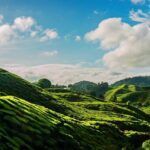 Cameron Highlands Tour on Private Basis - Who Would Love This Tour?