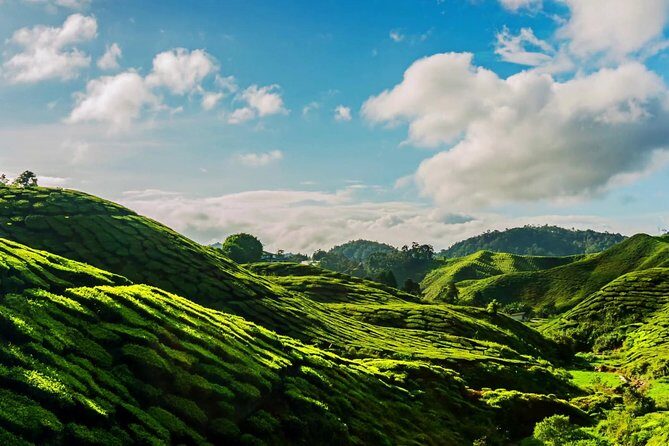 Cameron Highlands Tour on Private Basis - Who Would Love This Tour?