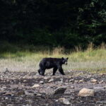 Campbell River: Whale Watching Cruise with Lunch - An Honest Look at the Experience
