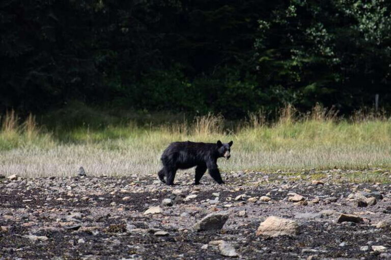 Campbell River: Whale Watching Cruise with Lunch - An Honest Look at the Experience