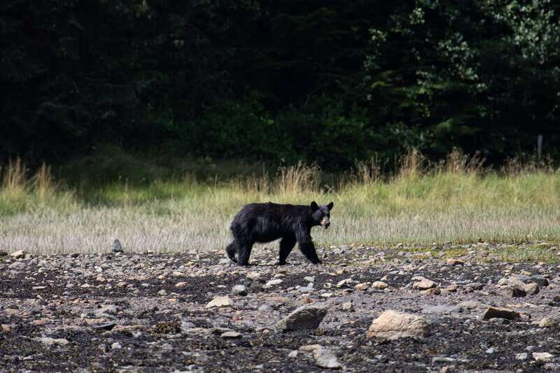 Campbell River: Whale Watching Cruise with Lunch - An Honest Look at the Experience
