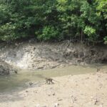 Can Gio Mangrove Biosphere Reserve 1 day - Analyzing Value and Cost