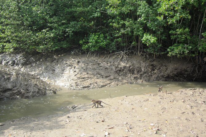 Can Gio Mangrove Biosphere Reserve 1 day - Analyzing Value and Cost