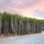 Can Gio Mangrove, Thanh An Island, Vung Tau City 2 Days Tour - Key Points