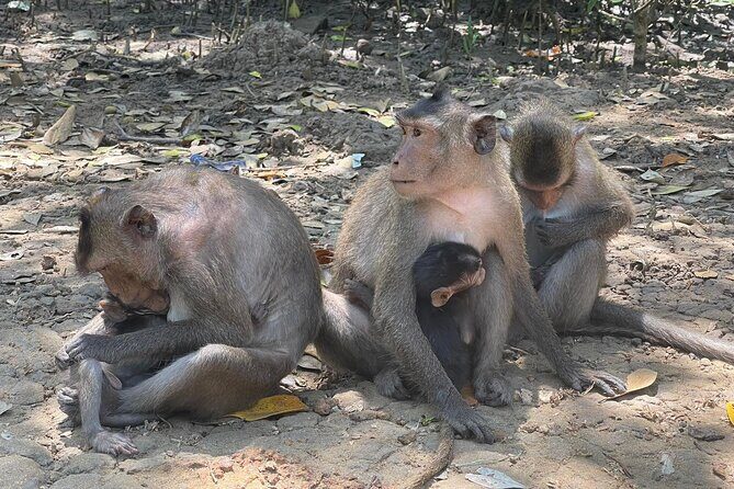 Can Gio Mangroves - Monkey Island by Motorbike and Scooter - Final Thoughts: Is This Tour Right for You?