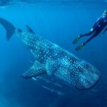 Cancun Whale Shark Encounter - Who Will Enjoy This Tour?