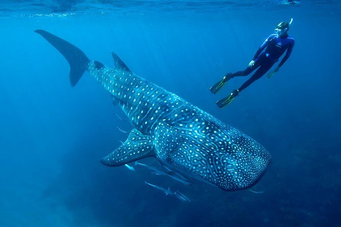 Cancun Whale Shark Encounter - Who Will Enjoy This Tour?