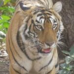 Canter Safari-Ranthambore National Park - What’s Included and What’s Not?