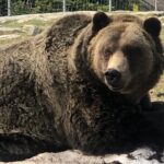 Capilano Br+Grouse Mtn+Dam+Lake+Hatchery/5in1CarTour+Small Group - In-Depth Breakdown of the Itinerary