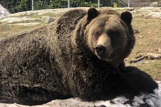 Capilano Br+Grouse Mtn+Dam+Lake+Hatchery/5in1CarTour+Small Group - In-Depth Breakdown of the Itinerary