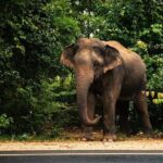 Car and Driver Hire From Sigiriya to Colombo - The Route and Sightseeing Opportunities