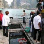 Cat Ba Cooking Class Go to Market with Seafood from Cat Ba Town - Key Points