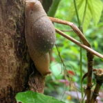 Cat Ba National Park Full Day Trekking Tour to Viet Hai Village - The Sum Up