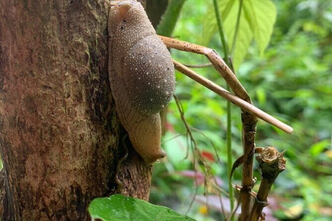 Cat Ba National Park Full Day Trekking Tour to Viet Hai Village - The Sum Up