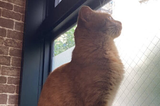 Cat Cafe & Bar Private Tour in Yanaka & Yushima - Summary of the Itinerary