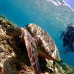 Cebu: Beach Scuba Diving Experience - The Dive Site and Marine Life