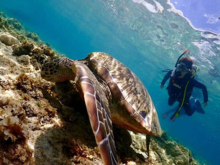 Cebu: Beach Scuba Diving Experience - The Dive Site and Marine Life