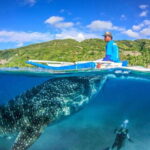 Cebu: Moalboal Sardine Run, Turtles & Oslob Whale Shark Tour - Why We Think This Tour Offers Great Value
