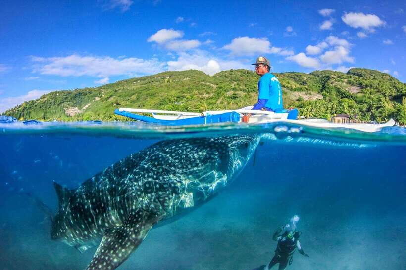 Cebu: Moalboal Sardine Run, Turtles & Oslob Whale Shark Tour - Why We Think This Tour Offers Great Value