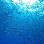 Cebu: Moalboal Sardines and Turtles Snorkeling Tour - Itinerary Breakdown