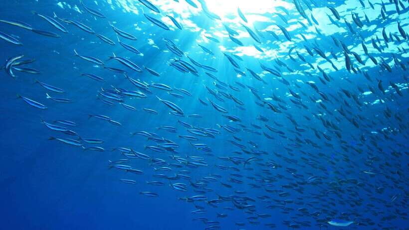 Cebu: Moalboal Sardines and Turtles Snorkeling Tour - Itinerary Breakdown