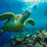 Cebu: Moalboal Snorkeling, Mantayupan Falls & ATV Adventure - Practical Details and What to Expect