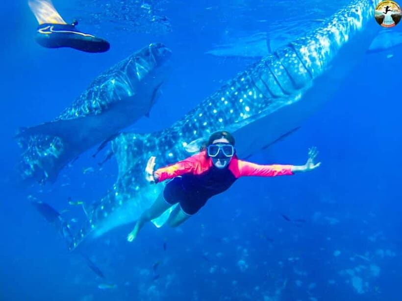 Cebu: Oslob Whale Sharks & Kawasan Canyoneering Group Tour - A Deep Dive Into the Tour Experience