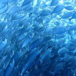 Cebu: Oslob Whale Sharks, Moalboal Sardine Run & Turtles - Who Should Consider This Tour?