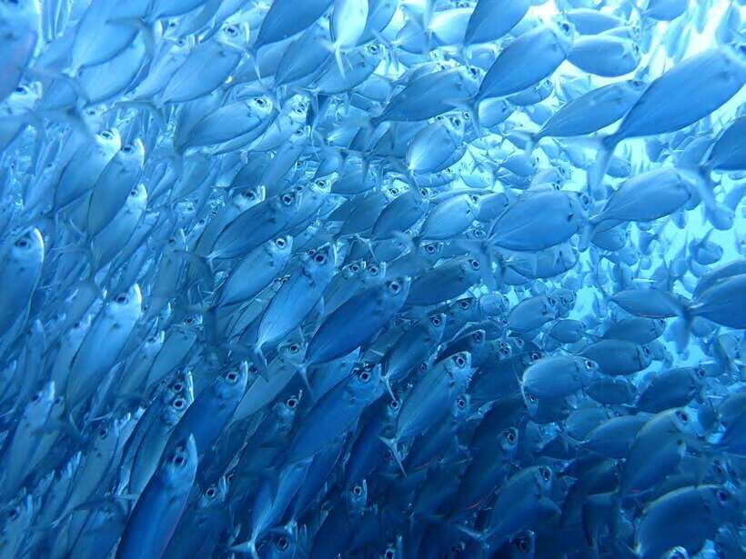 Cebu: Oslob Whale Sharks, Moalboal Sardine Run & Turtles - Who Should Consider This Tour?