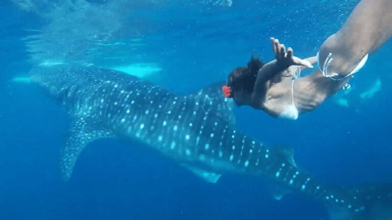Cebu: Oslob Whaleshark & Canyoneering Group Tour with Lunch - What the Tour Really Means for You