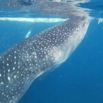 Cebu: Oslob Whaleshark & Sardines Run Snorkeling Day Tour - What’s Included and Whats Not