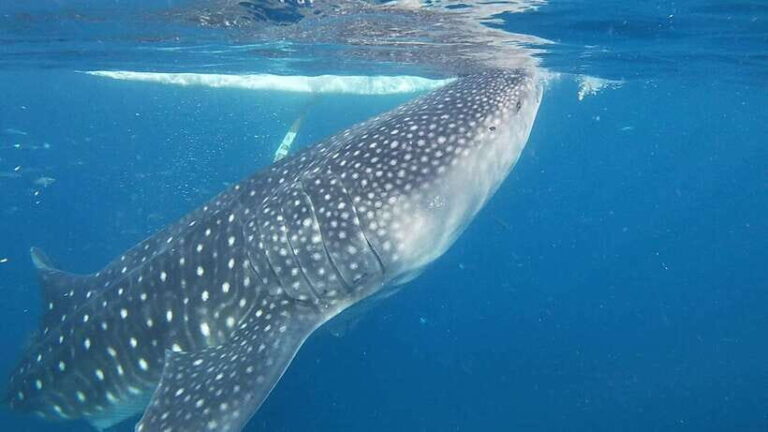 Cebu: Oslob Whaleshark & Sardines Run Snorkeling Day Tour - What’s Included and Whats Not