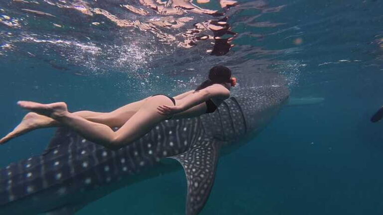Cebu Oslob WhaleShark,Inambakan Falls& Moalboal Sardines Run - What Makes This Tour Stand Out?