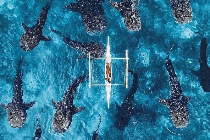 Cebu: Private Tour- Osmena Peak+Oslob Whaleshark+Tumalog Falls - The Sum Up