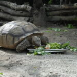 Cebu Safari: Experience Wildlife Up Close - What to Expect at Each Stop