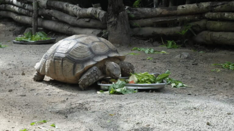 Cebu Safari: Experience Wildlife Up Close - What to Expect at Each Stop