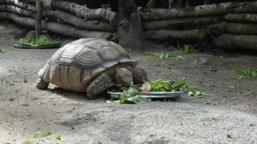 Cebu Safari: Experience Wildlife Up Close - What to Expect at Each Stop