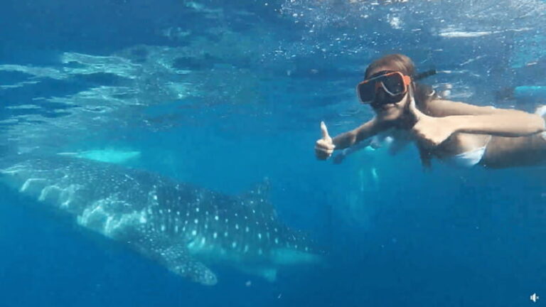 Cebu: Whale Shark Oslob and Moalboal Snorkeling Adventure - Is This Tour Worth It?