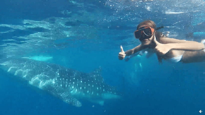 Cebu: Whale Shark Oslob and Moalboal Snorkeling Adventure - Is This Tour Worth It?