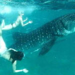 Cebu: Whale Sharks, Kawasan Falls, & Sardines Run Snorkeling - What’s Included and What’s Not