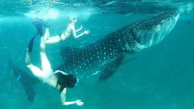 Cebu: Whale Sharks, Kawasan Falls, & Sardines Run Snorkeling - What’s Included and What’s Not