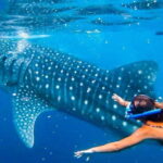 Cebu: Whaleshark Encounter, Tumalog Falls, & Monkey Viewing - The Itinerary Breakdown