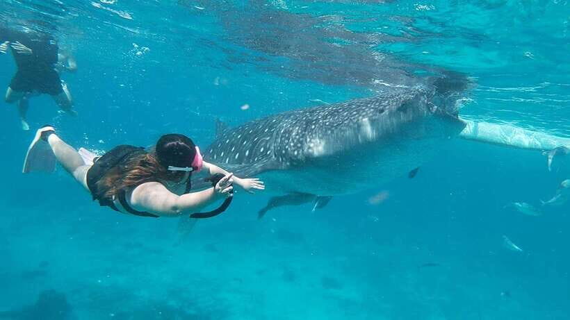 Cebu: Whaleshark Encounter, Tumalog Falls & Sumilon Sandbar - Transportation and Logistics