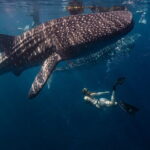 Cebu Whaleshark Watching w/ Sumilon Island Hopping - What Does the Price Include? Analyzing the Value