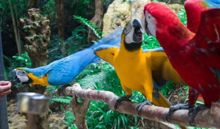 Cebu:Cebu Safari Adventure Park Day Trip - Who Should Consider This Trip?