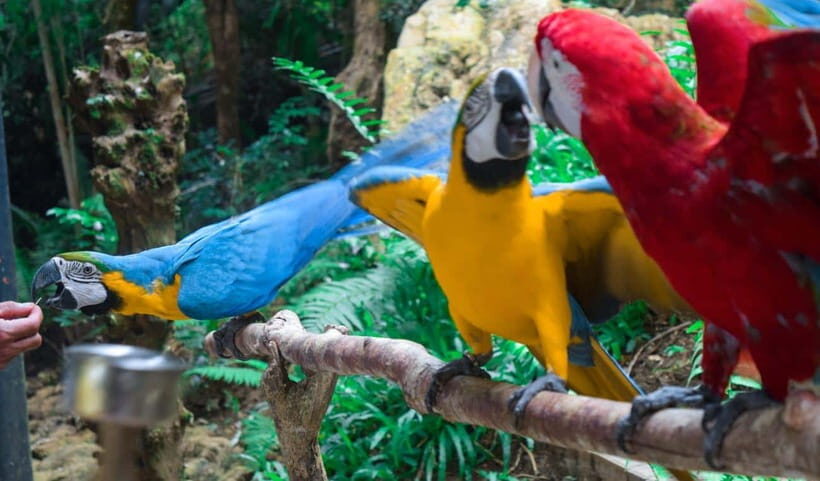 Cebu:Cebu Safari Adventure Park Day Trip - Who Should Consider This Trip?